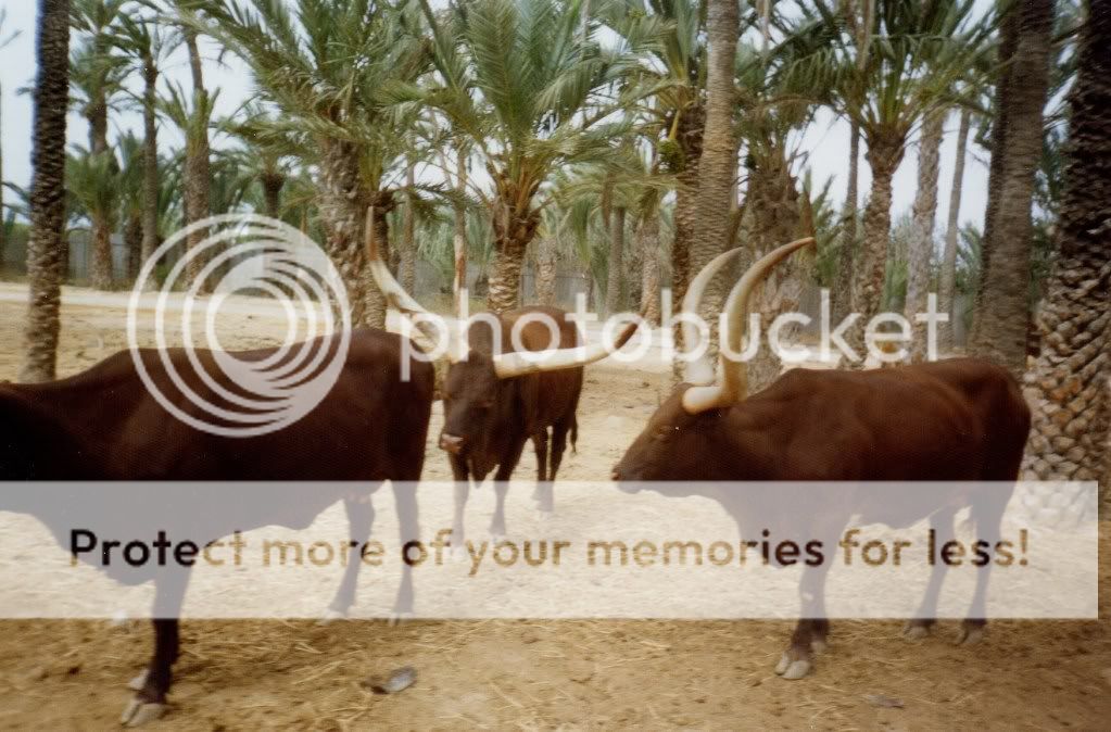 Zoos del Mundo - Rio Safari Elche - Otros zoológicos españoles