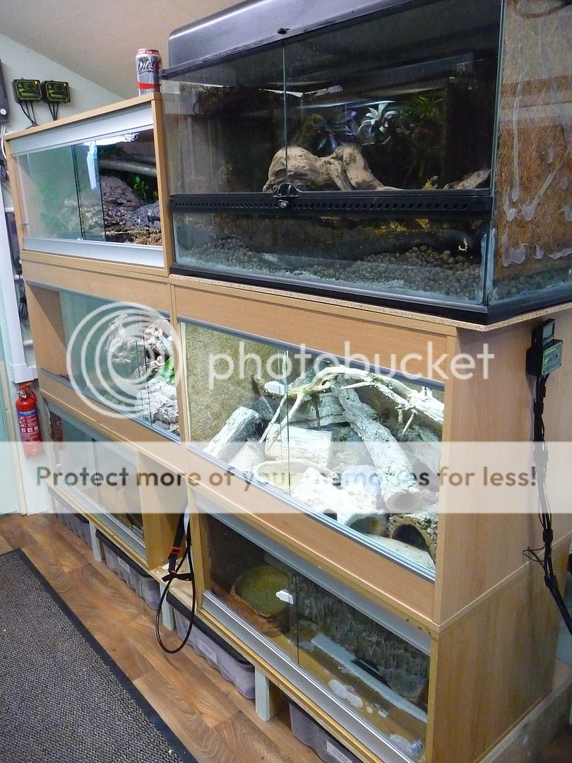 New reptile shed- finally finished-Pic heavy | Reptile Forums