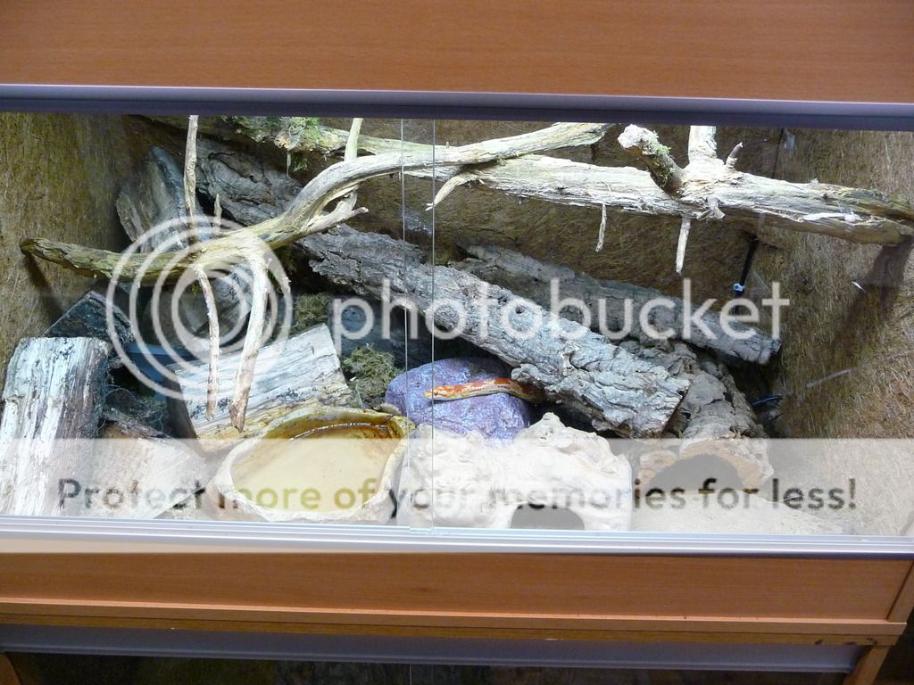 New reptile shed- finally finished-Pic heavy | Reptile Forums