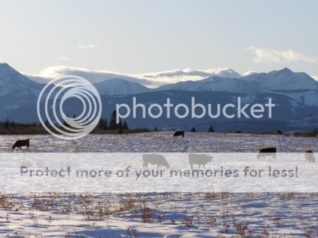 5 days of Chinook | Ranchers.net